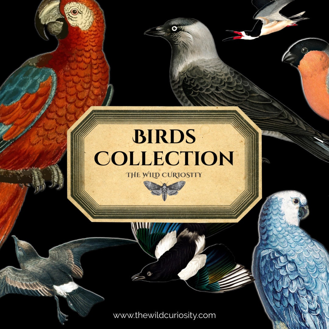 Birds Collection | Download & Printable Sheet | Vintage Paper Craft ...