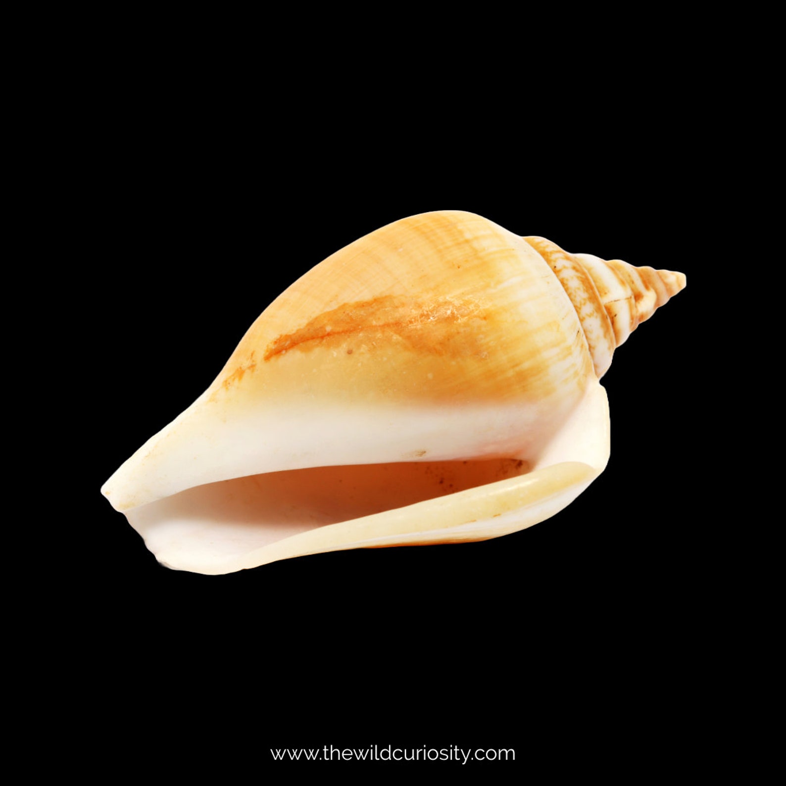 Large Cone Shells | Laevistrombus Turturella | A Grade | Gastropod ...