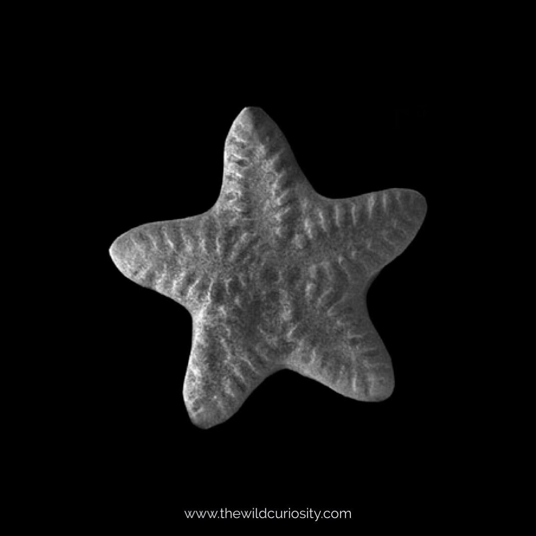 Wild Bookmark | Star Fossil in Cute Mini Bottle | Mother’s Day Gifts ...