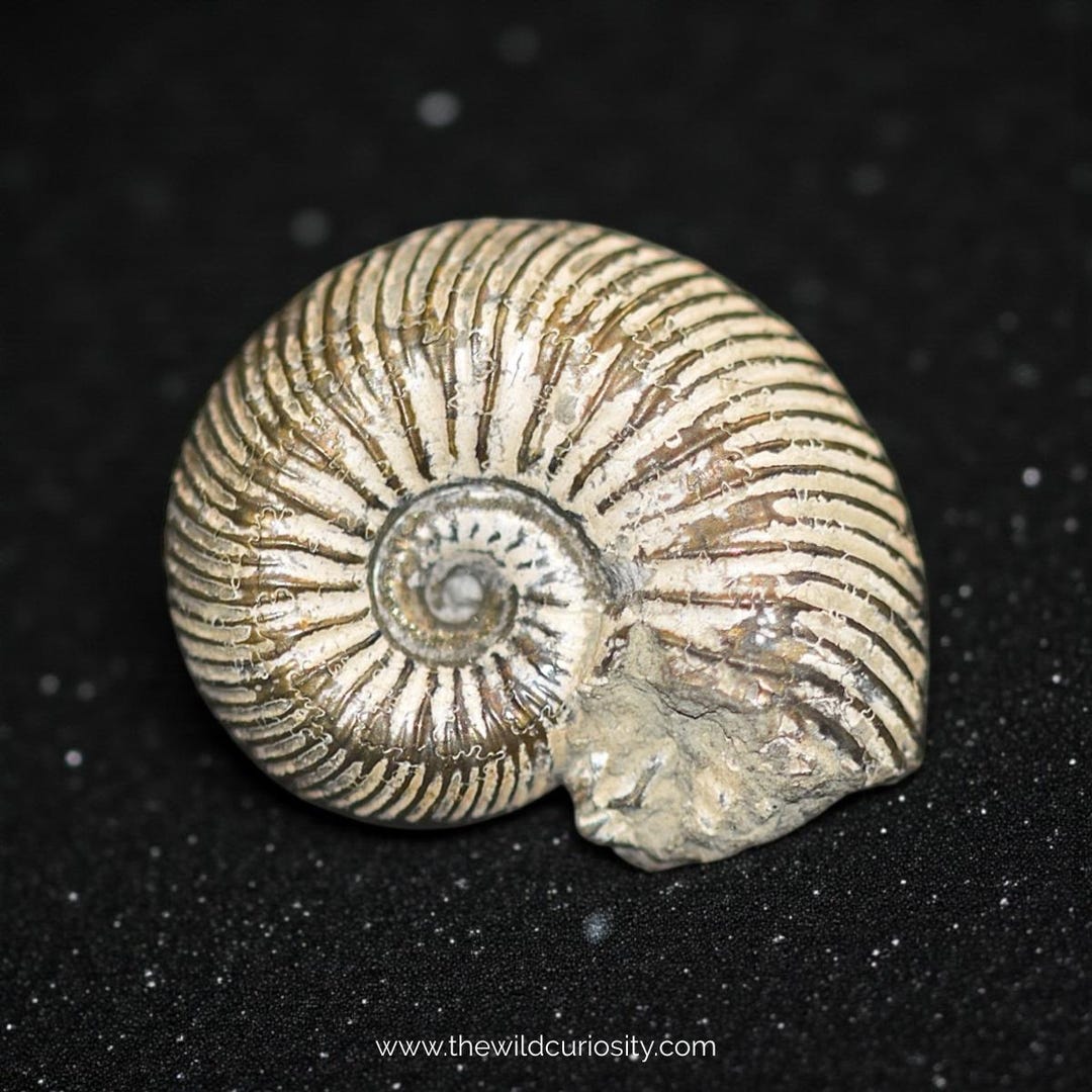 Small Pyritised Ammonite | 21mm | A14 | Jurassic Fossil | Collectors ...