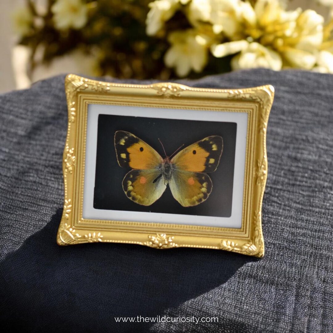 Ornate Gold Frame Fridge Magnet With Genuine Vintage Butterfly Specimen ...