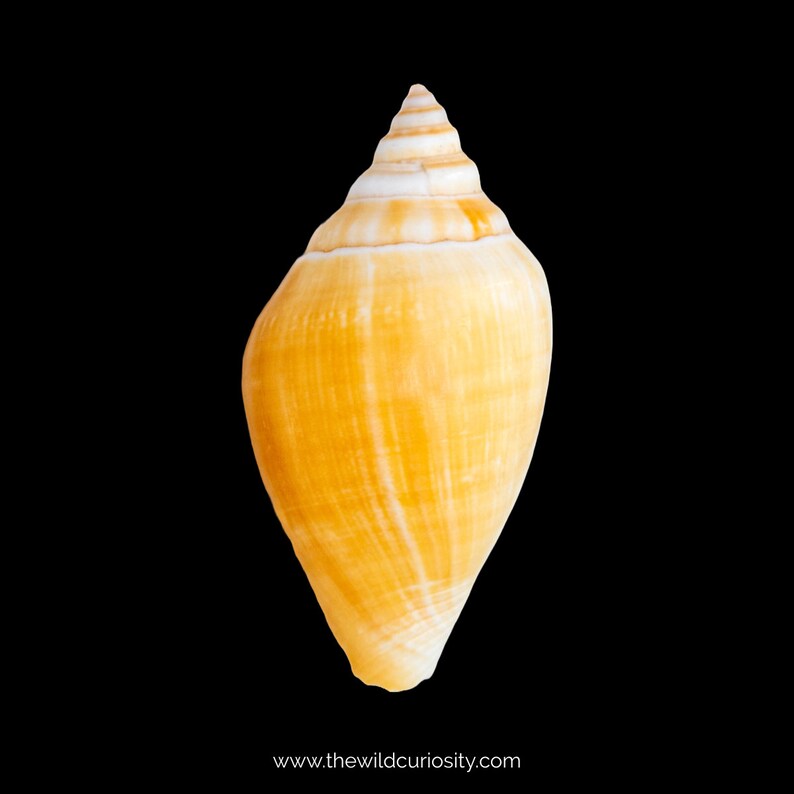 Large Cone Shells | Laevistrombus Turturella | A Grade | Gastropod ...