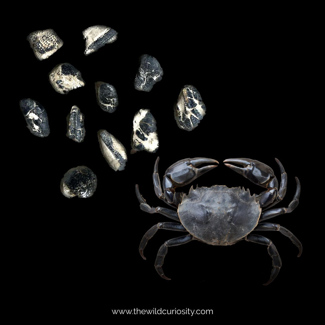 Miniature Fossilised Crab Parts | Small Crustacean Fossil Pieces ...