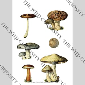 Fungi Collection | Download & Printable Sheet | Vintage Paper Craft ...
