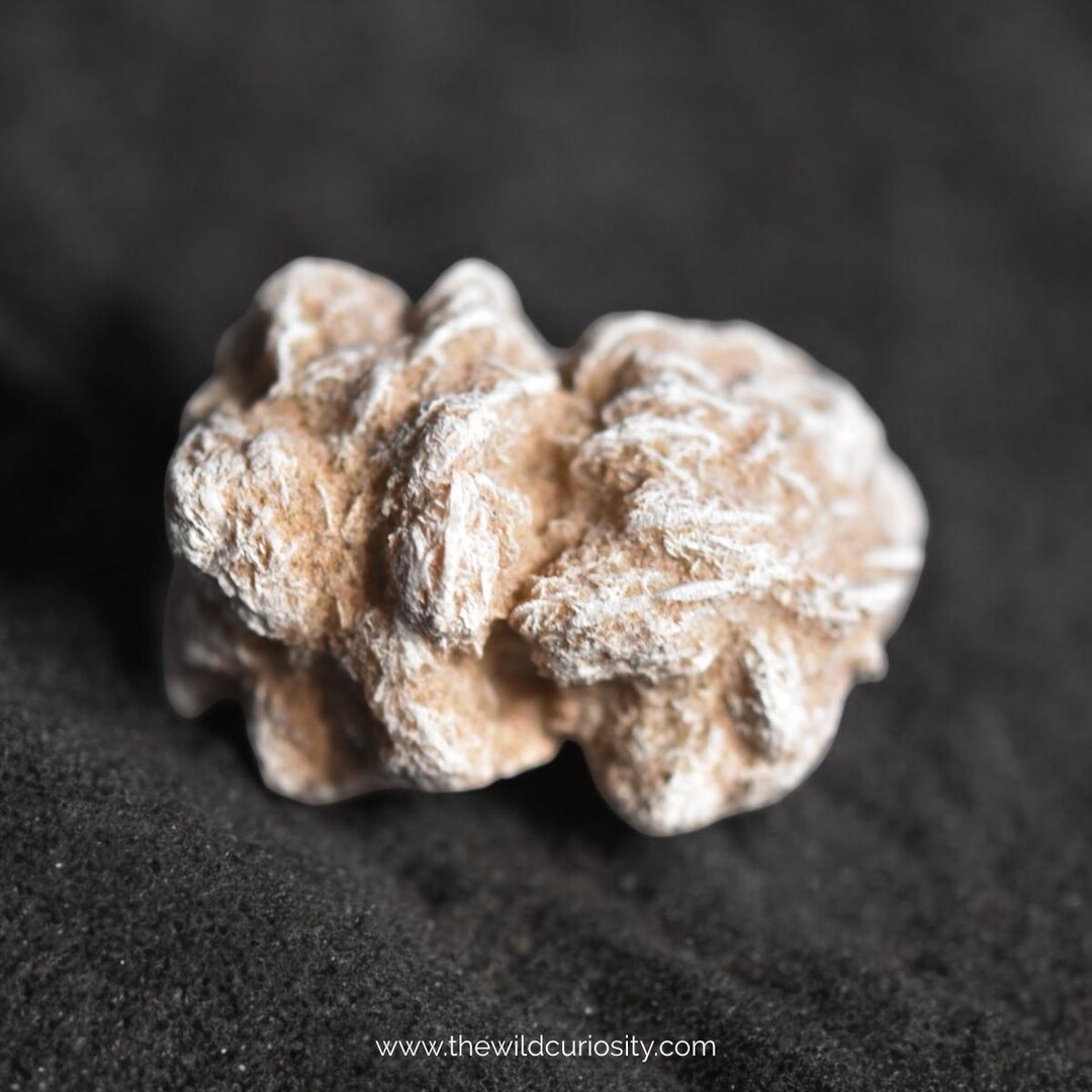Desert Rose Fossil | 40mm | Gypsum Sand Crystal | Fossilised Relic ...