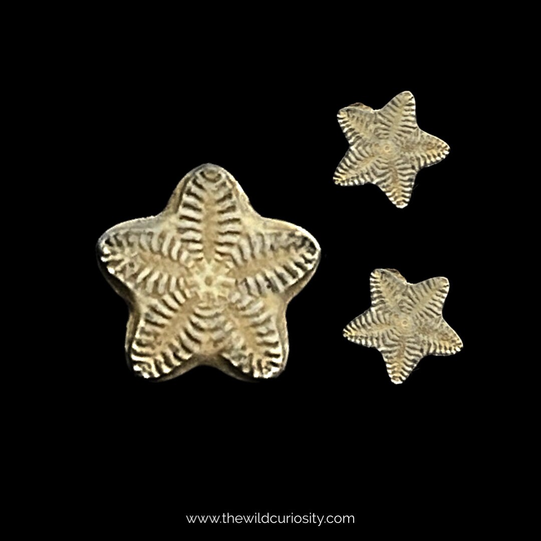 Desert Star Stone Fossil X 6 | Sandy Colour | Fairy Coin Fossils ...