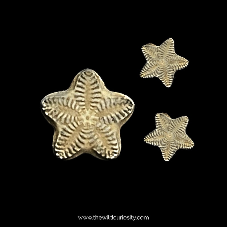 Desert Star Stone Fossil X 6 | Sandy Colour | Fairy Coin Fossils ...