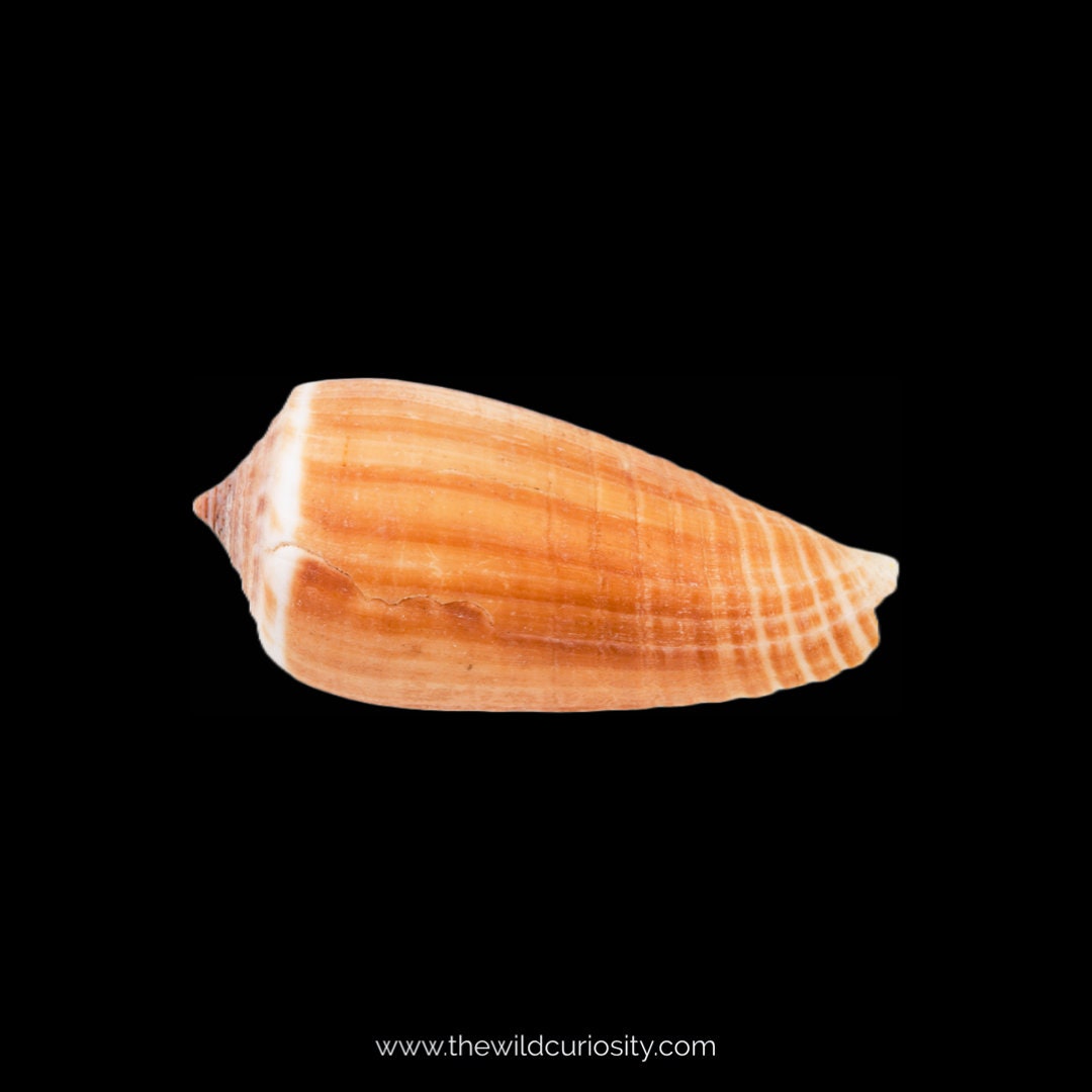 Oak Cone Shell Conus Quercinus in Glass Dome Jar Bell Jar - Etsy