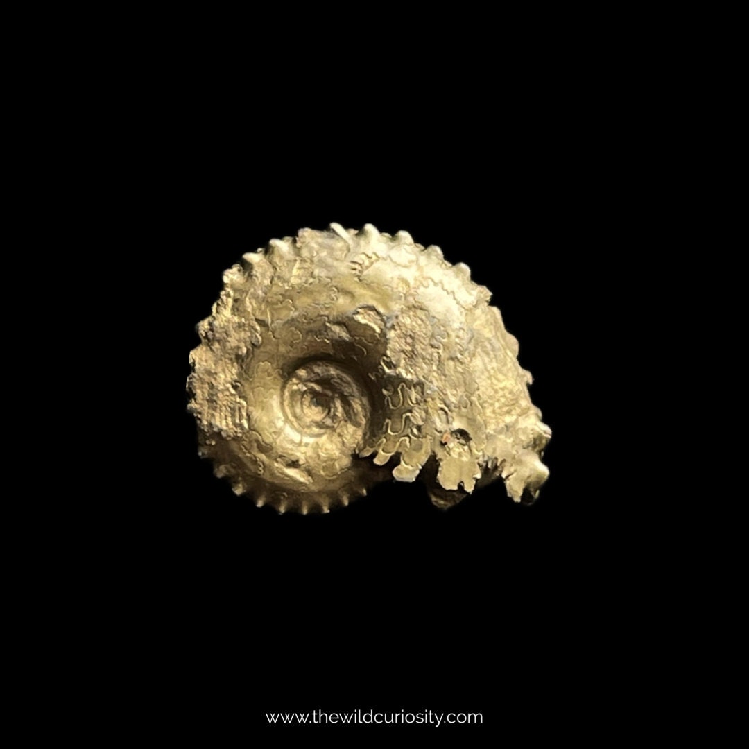 Pyritised Spiked Ammonite | 18mm | A62 | Fool’s Gold | Jurassic Fossil ...