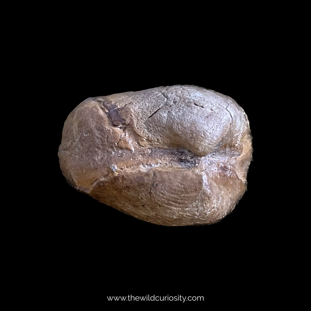Bivalve Fossil From the Uk’s Jurassic Coast | Thracia Depressa ...