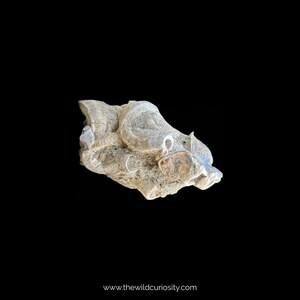 Jurassic Worm Tube Fossil | Cycloserpula Intestinalis | Fossilised ...