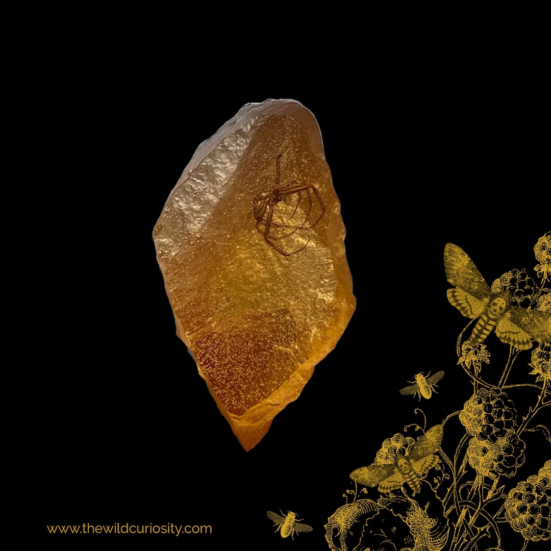 Fossil Amber Replica With Real Insect | Faux Collection | Dummy Fossils ...