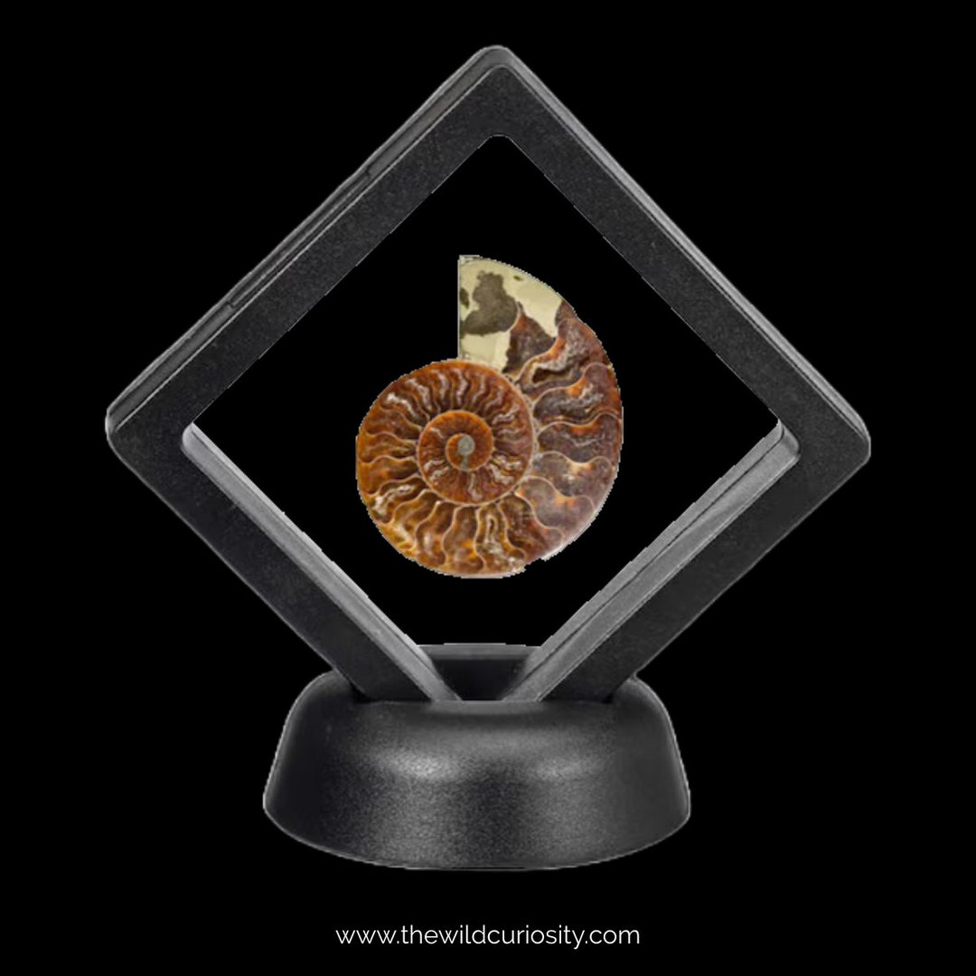 Polished Ammonite Fossil in Floating Frame Display | 3D Frame | Decorative Standing Frame ...