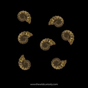 Miniature Pyritised Ammonites | Spiked | Kosmoceras Spinosum | RARE ...
