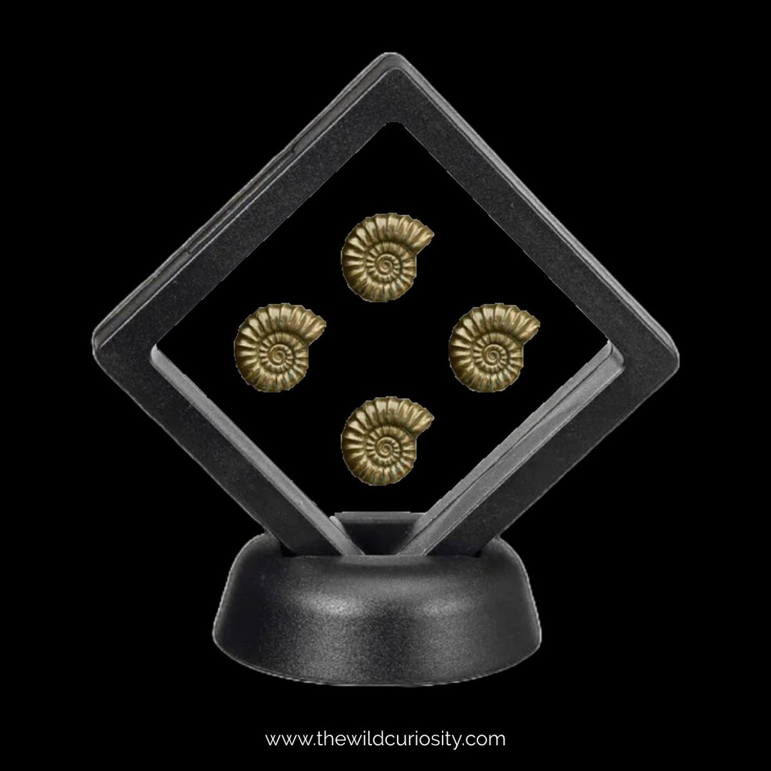 Pyrite Fossil Ammonite in Floating Frame Display | 3D Frame ...