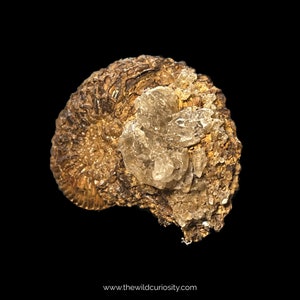Naturally Crystalised Ammonite Fossil | 48mm | LA3 | Calcite Crystal | Jurassic Fossils ...