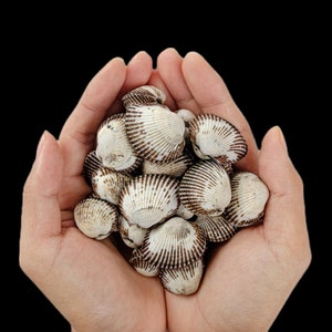 Large Cockle Shells | Sea Shells | A Grade | Gastropod | Mollusk | Arts ...