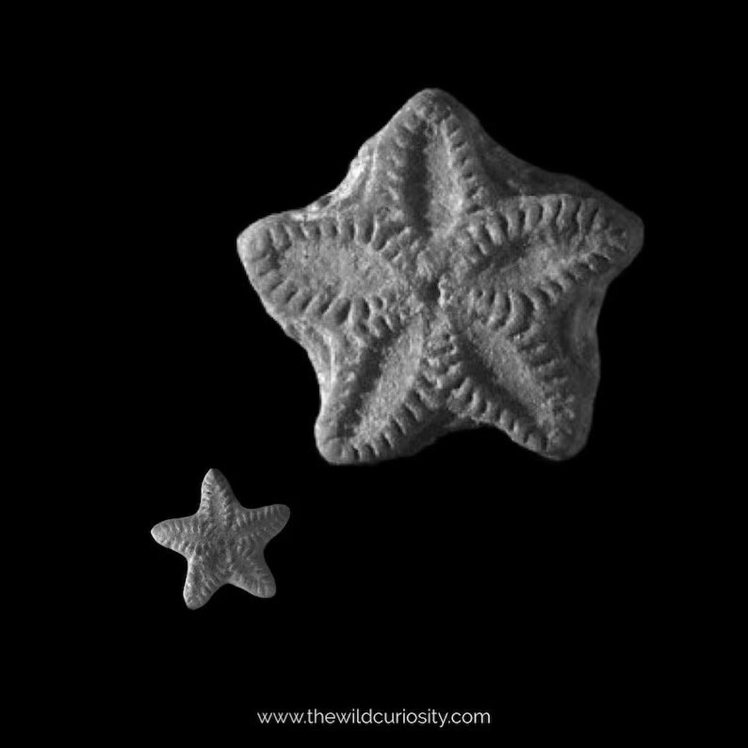 Star Stone Fossils X 6 | Rock Stars | High Quality | Detailed Fairy ...