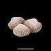 Large Cockle Shells | Sea Shells | A Grade | Gastropod | Mollusk | Arts ...