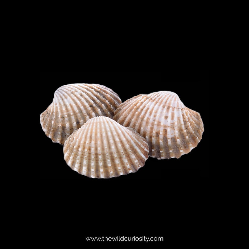 Large Cockle Shells Sea Shells A Grade Gastropod - Etsy
