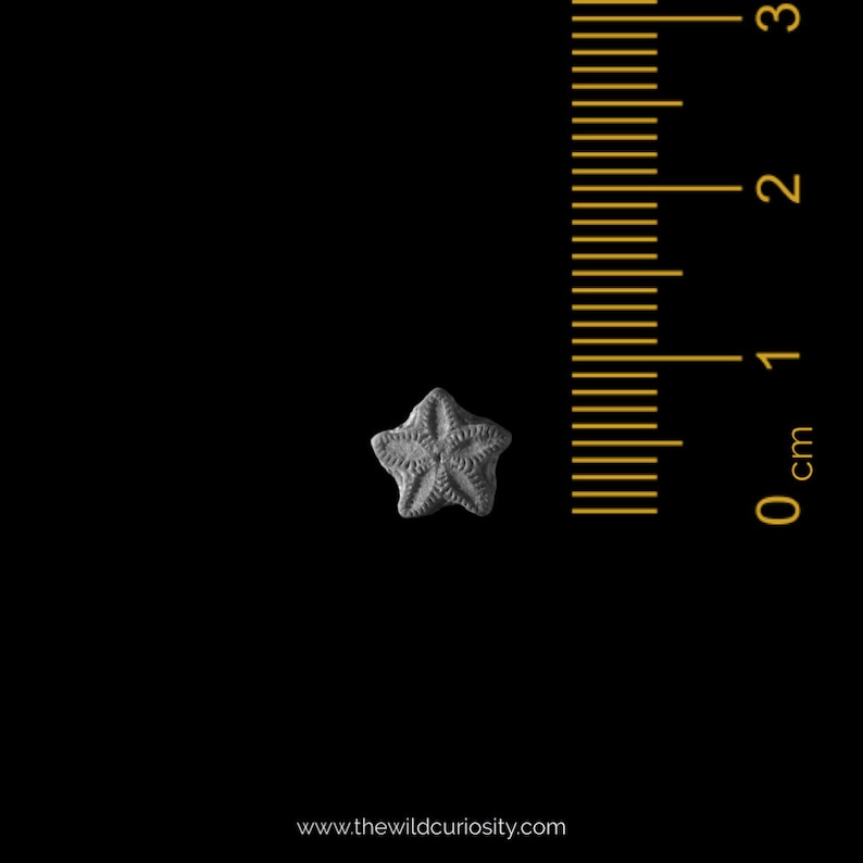 Star Stone Fossil X 6 | Stems | Fairy Coin Stack Fossils | Crinoids ...