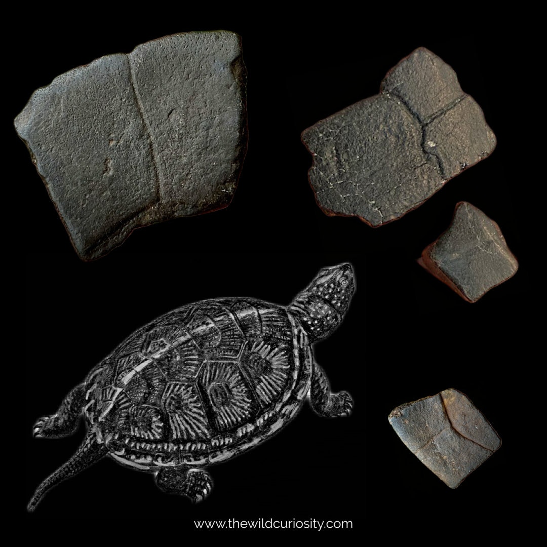 Fossil Emys Turtle Shell Fragments Detailed Specimens High Quality ...