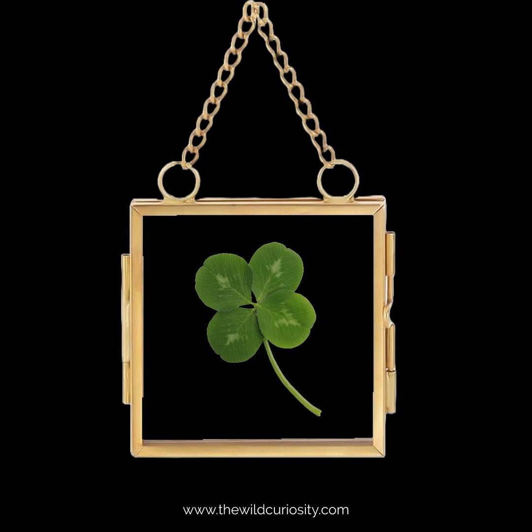 Framed Genuine Lucky Clover Miniature Wall Art Gothic Oddity Home Decor ...