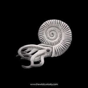 Sandy Ammonite | 22mm | A29 | Jurassic Coast Fossil | Collectors ...
