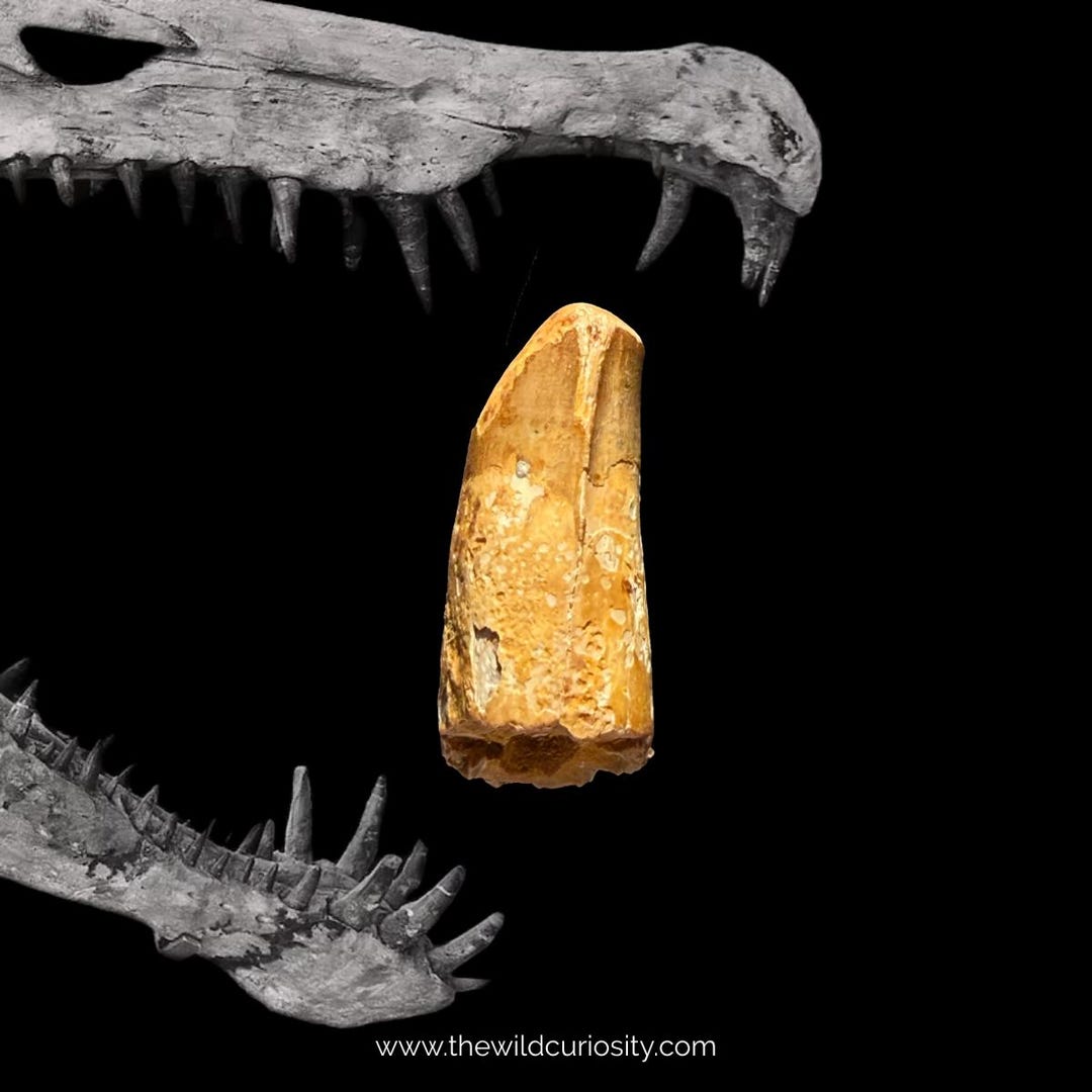 Fossil Spinosaurus Tooth | Genuine Fossilised Teeth | Dinosaur Bones ...