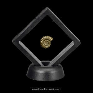 Pyrite Fossil Ammonite in Floating Frame Display | 3D Frame ...