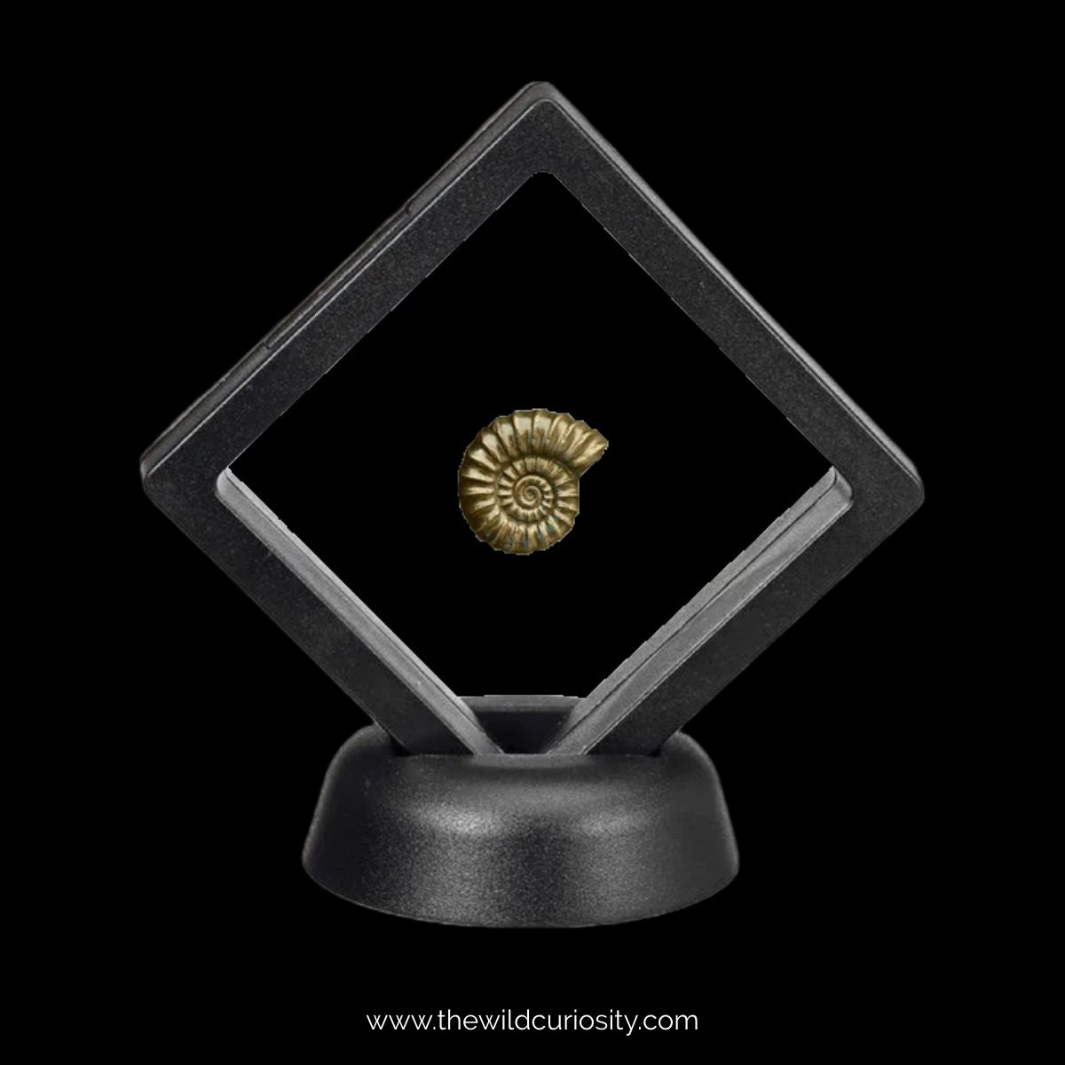 Pyrite Fossil Ammonite in Floating Frame Display | 3D Frame ...