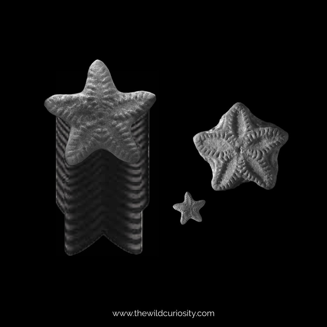 Star Stone Fossil X 6 | Stems | Fairy Coin Stack Fossils | Crinoids ...