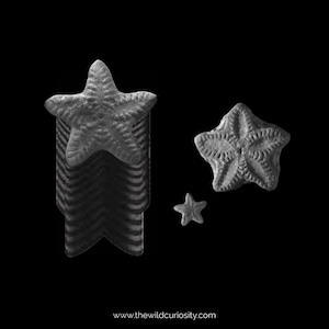 Star Stone Fossil X 6 | Stems | Fairy Coin Stack Fossils | Crinoids ...