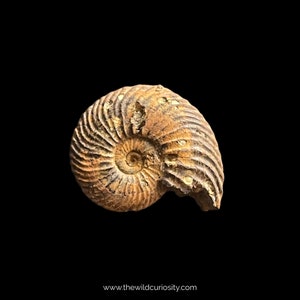 Sandy Ammonite | 22mm | A29 | Jurassic Coast Fossil | Collectors ...