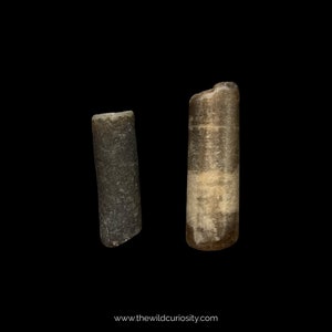 Fossil Belemnites | Prehistoric Squid Bone | Rocks & Geodes | Arts and ...