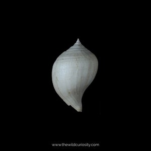 Fossil Shell Selection | Bartonian Eocene | Fossilised Gastropod ...