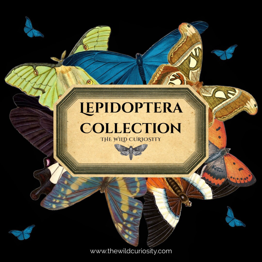 Lepidoptera Collection | Download & Printable Sheet | Vintage Paper ...