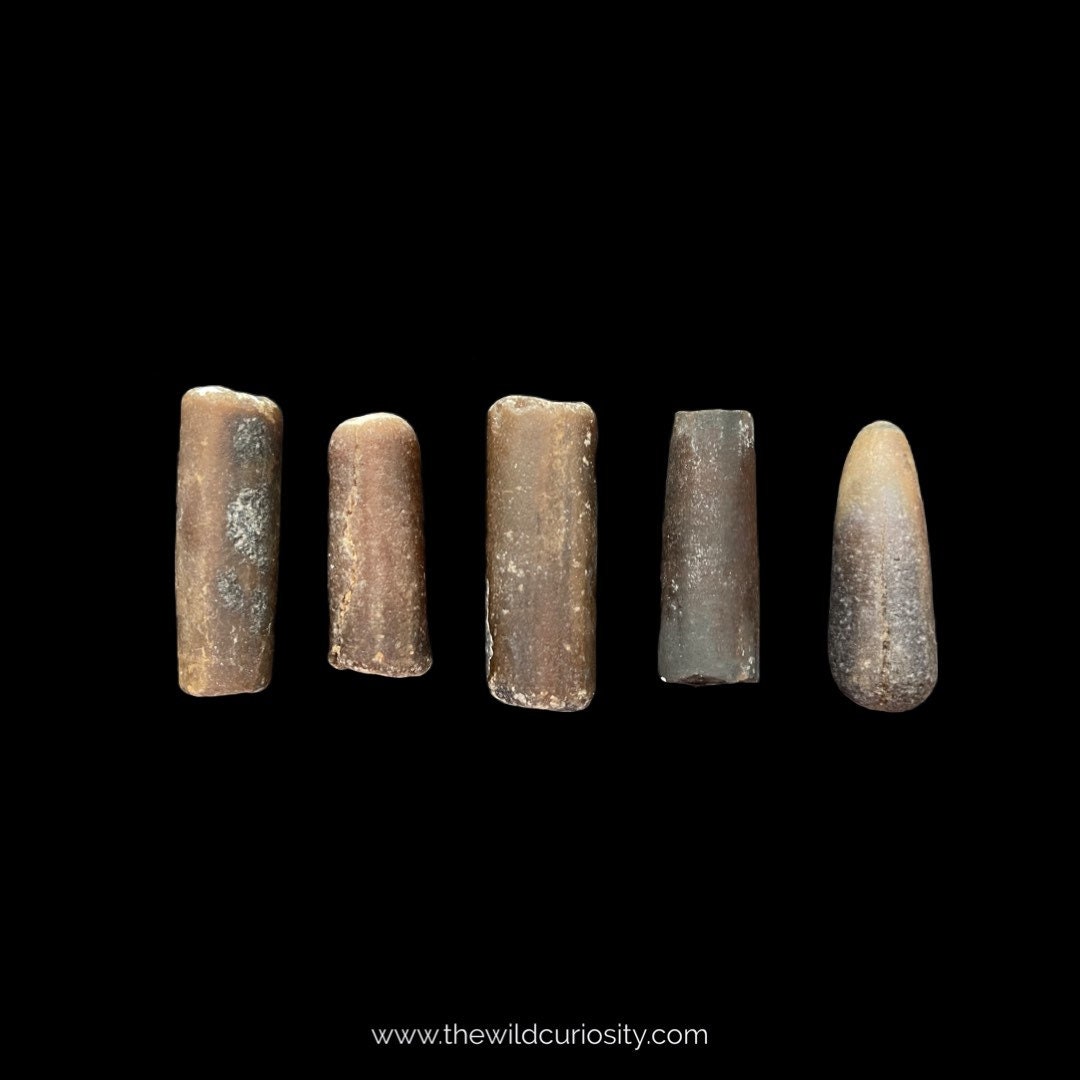 Fossil Belemnites | Prehistoric Squid Bone | Rocks & Geodes | Arts and ...