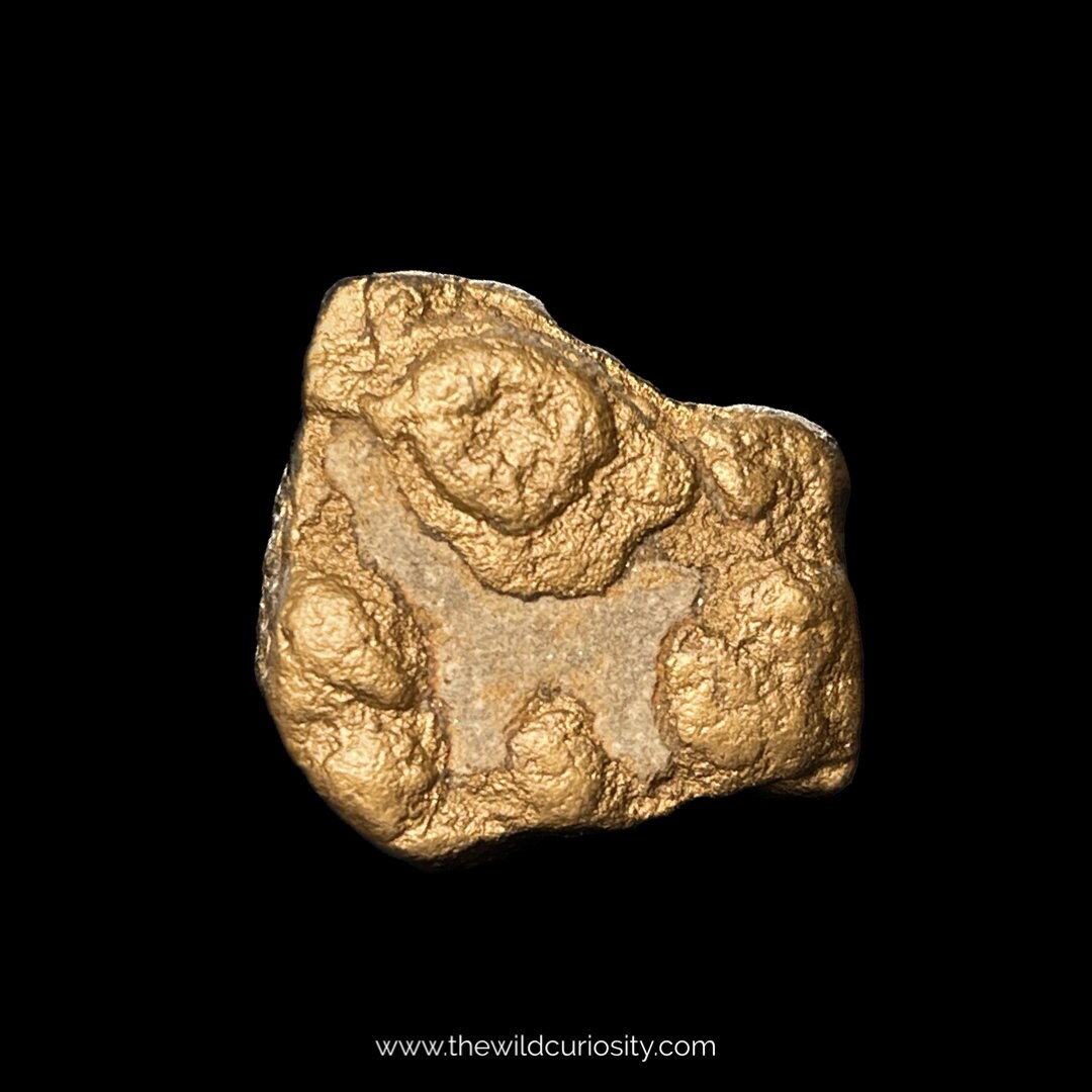 Pyrite Nodule With Natural Cat-shaped Pattern | 28mm | Rocks and Geodes ...