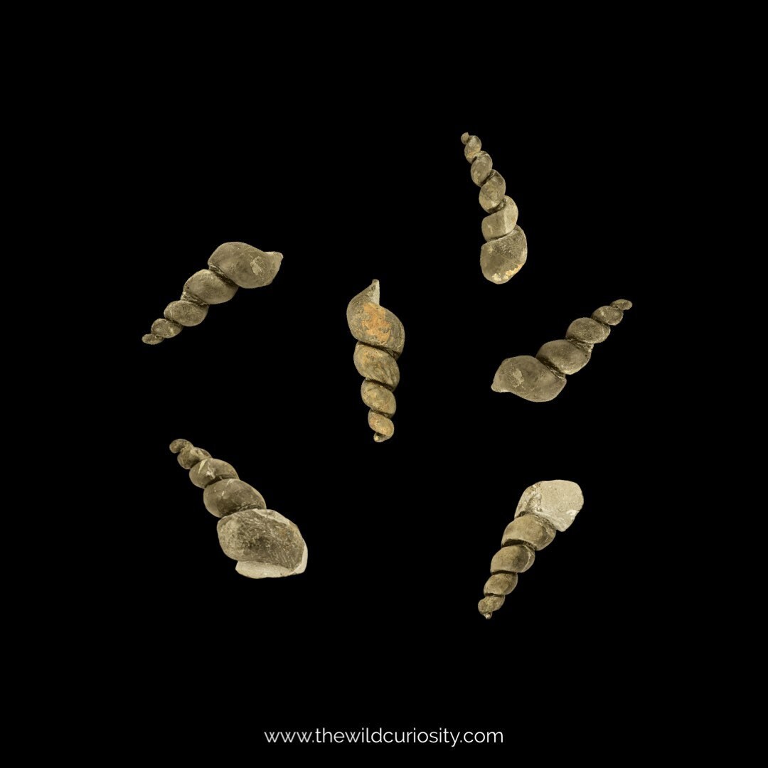 Miniature Pyritised Gastropods | Mini Cone Ammonite Fossils | Snail ...