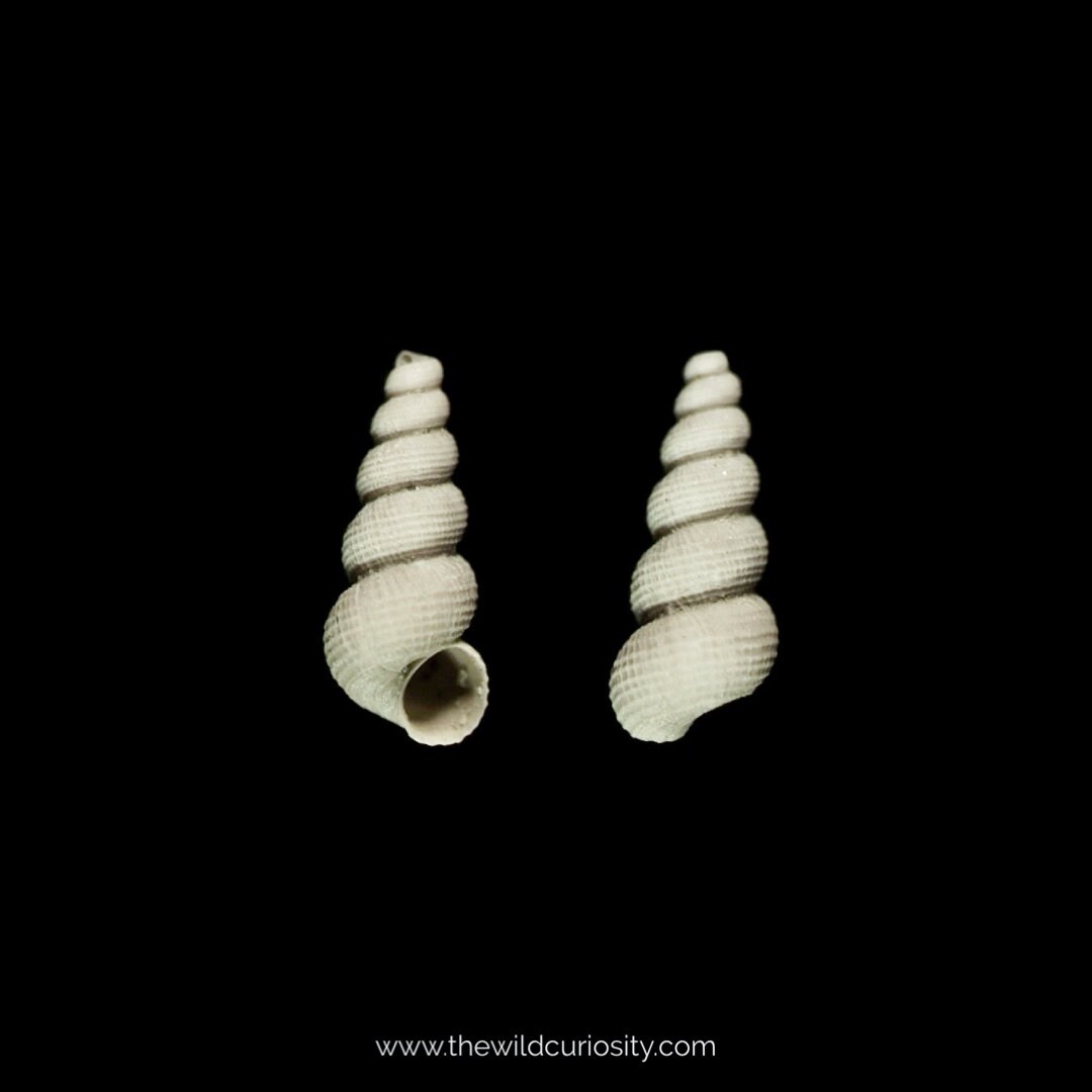 RARE Fossil Spiral Shell | Undiscala Undosa | Fossilised Gastropod ...