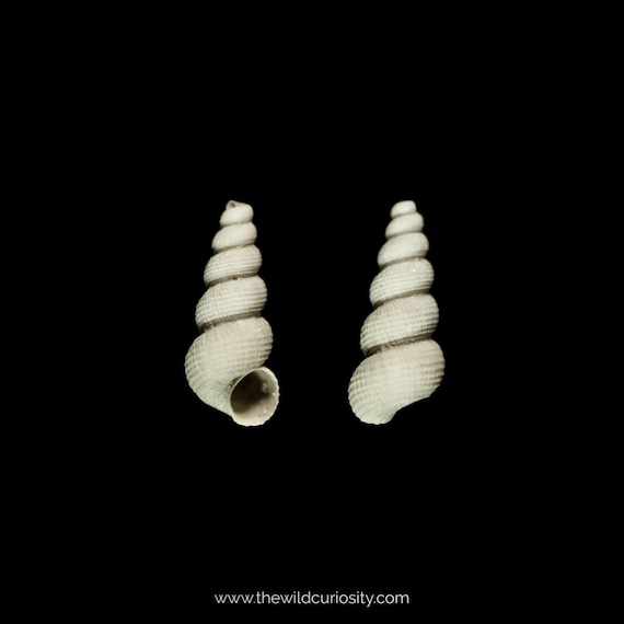 Spiral Shell Fossils