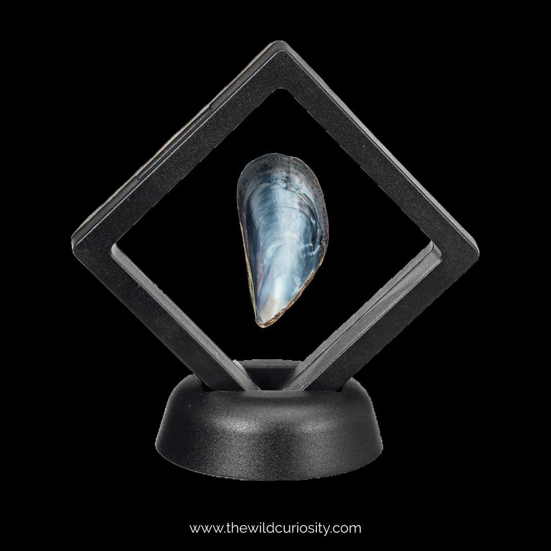 Large Mussel Shell in Floating Frame Display | 3D Frame | Decorative ...