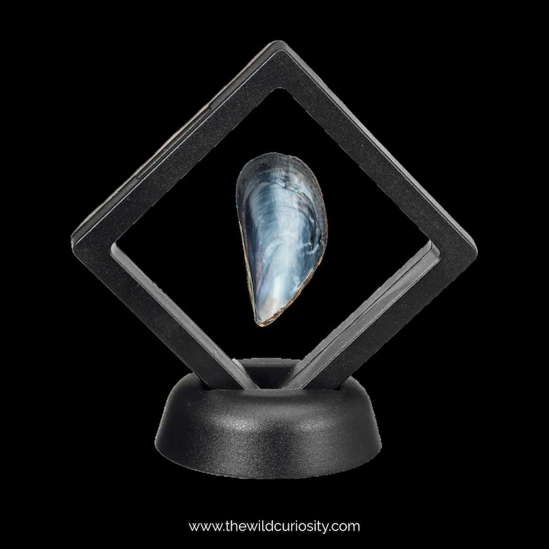 Large Mussel Shells - Etsy