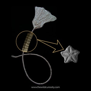 Fossil Stars in Miniature Glass Jar | Crinoid Fossils | Fairy Coins ...