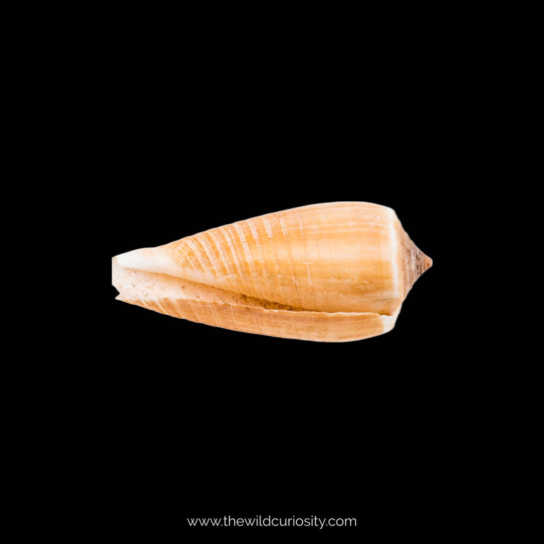 Oak Cone Shell conus Quercinus in Floating Frame Display 3D Frame ...