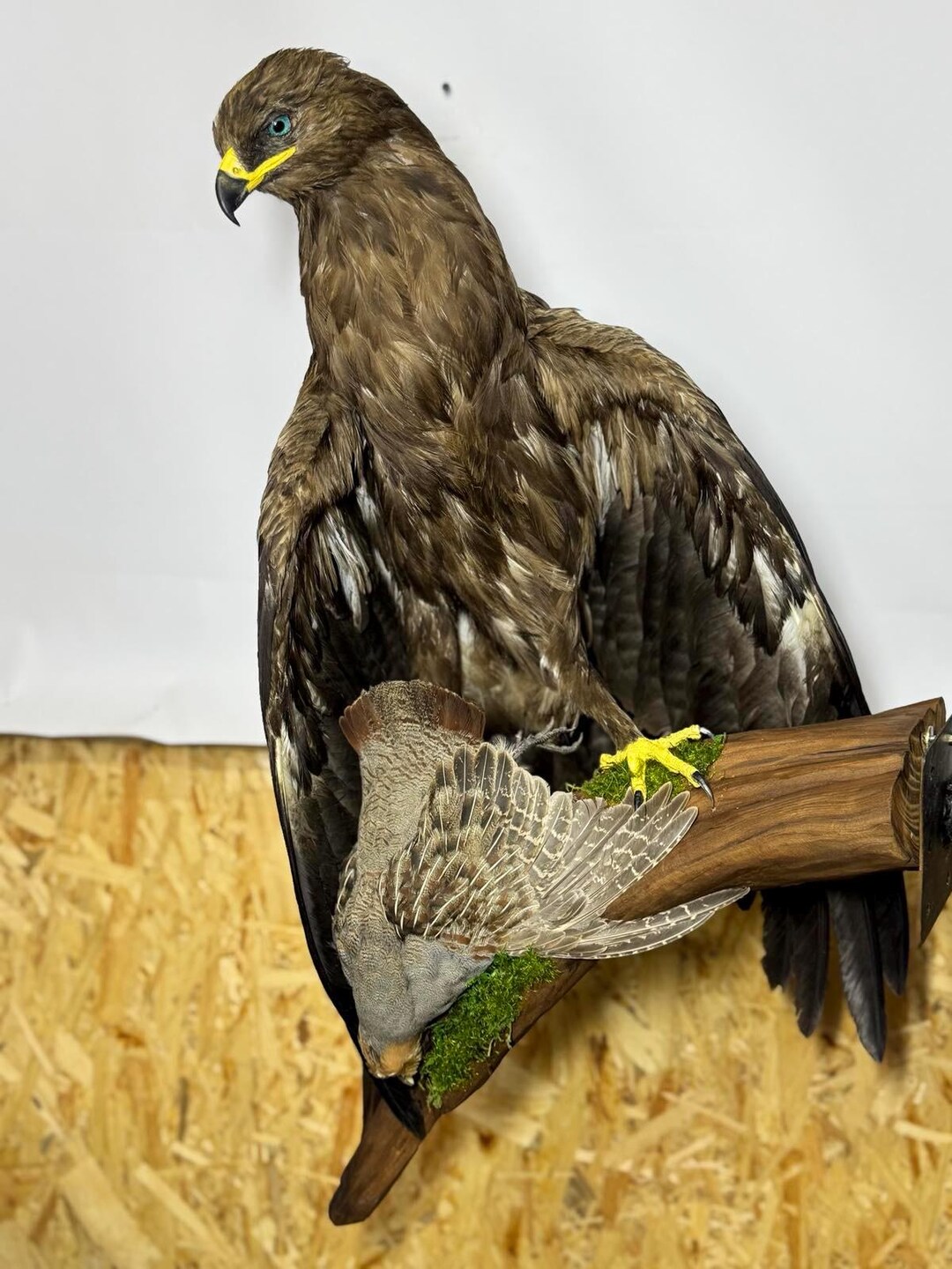 Stuffed Buteo Buteo Composition Buzzard With Prey Partridge Taxidermy ...