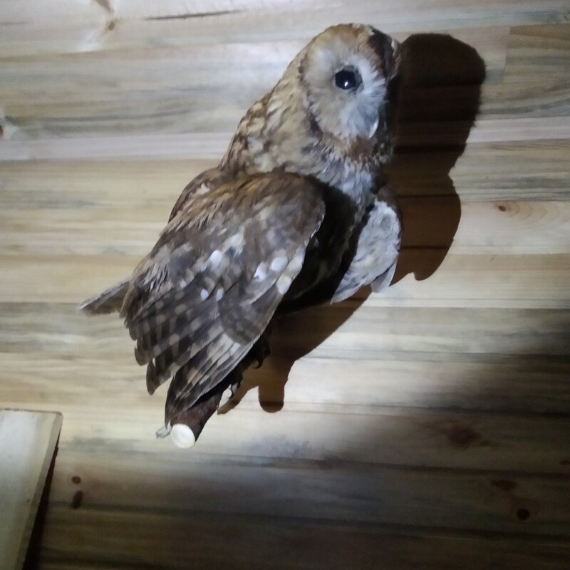 Taxidermy Owl - Etsy