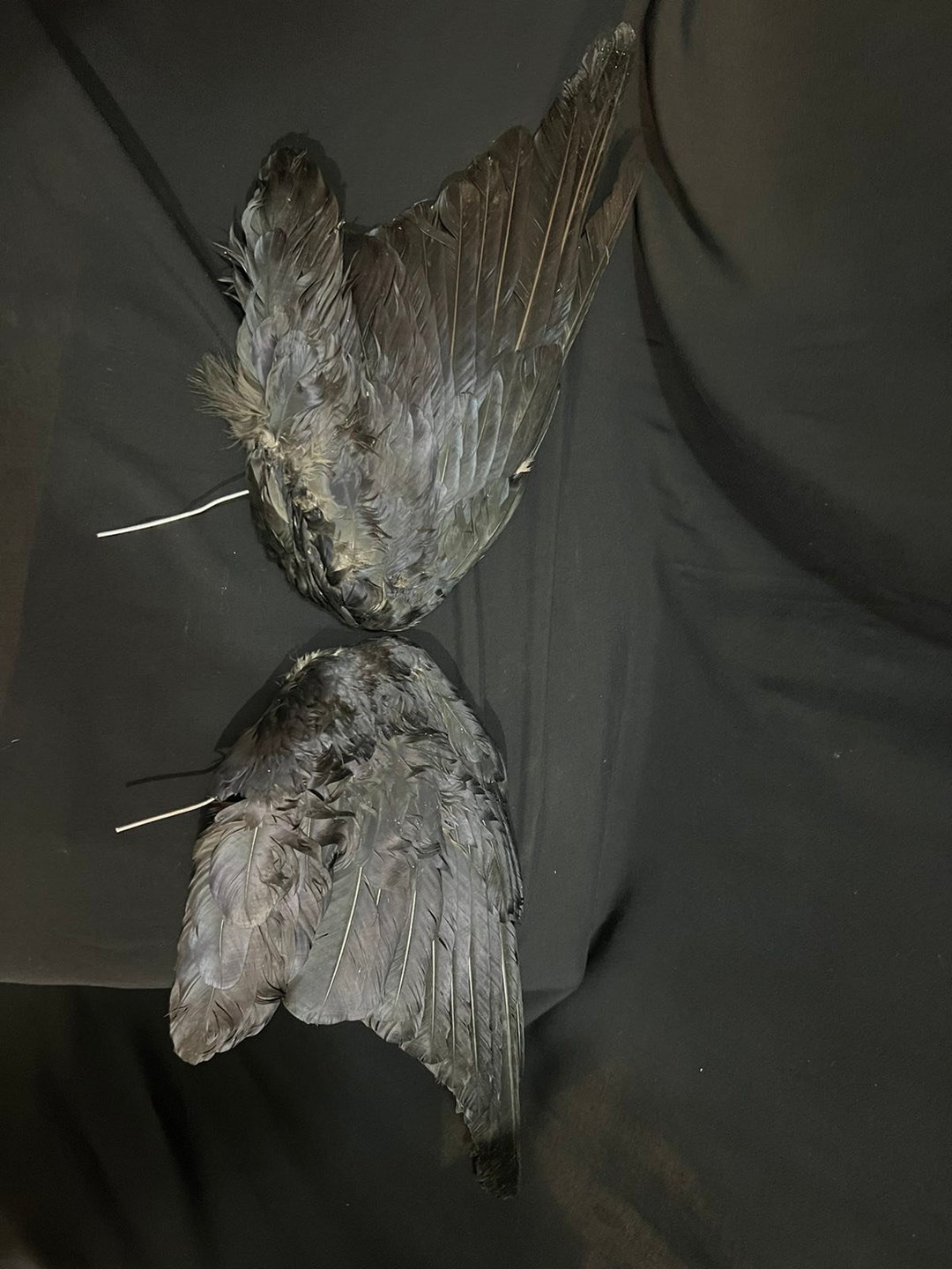 Real Wings Taxidermy Handmade 01 - Etsy