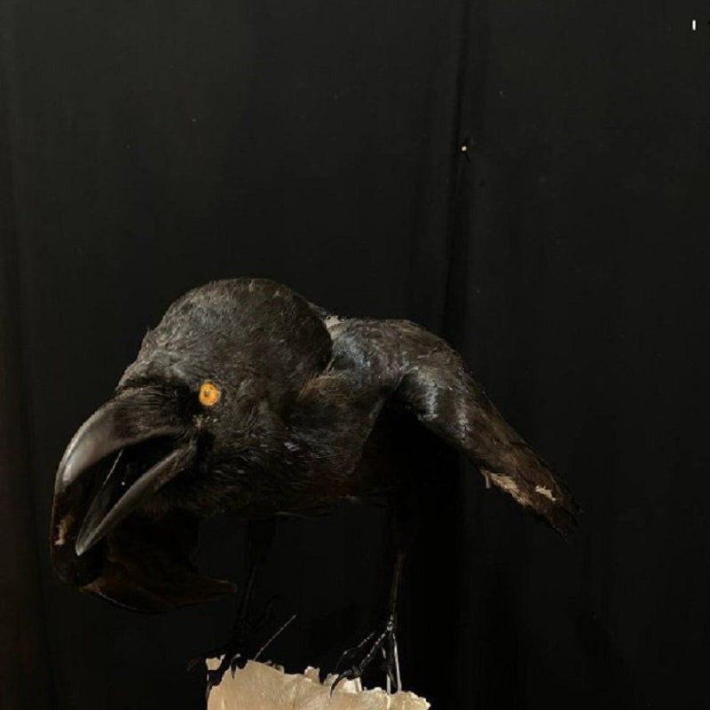 Real Raven Skull - Etsy